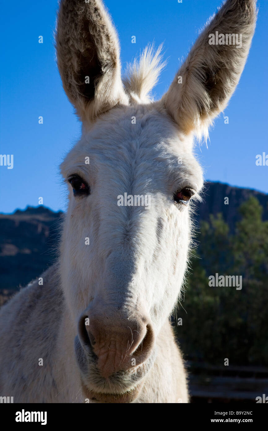 Wild burro donkey looking at camera Oatman Arizona USA Stock Photo - Alamy