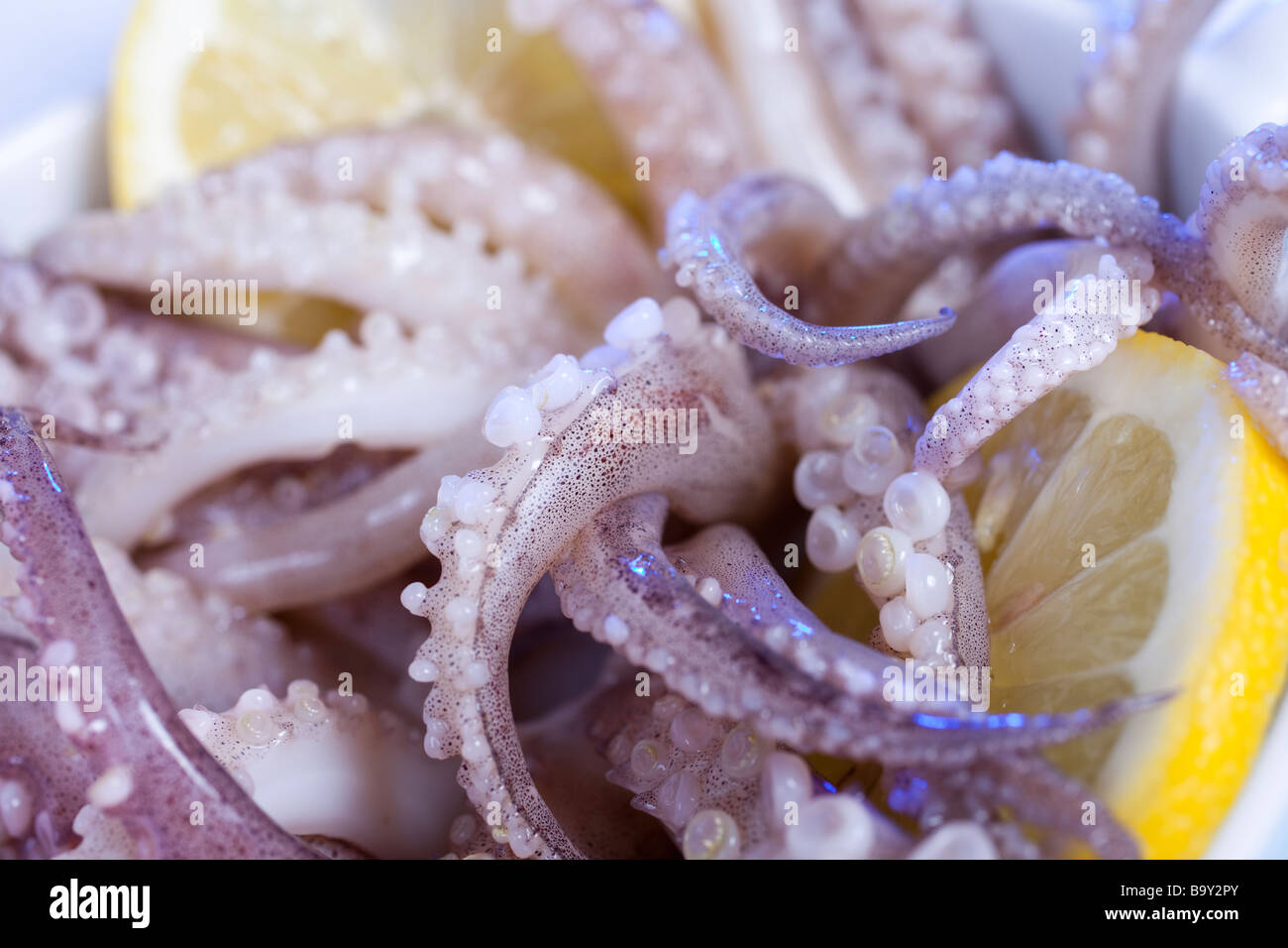 Close up on the tentacles of squid heads Stock Photo - Alamy