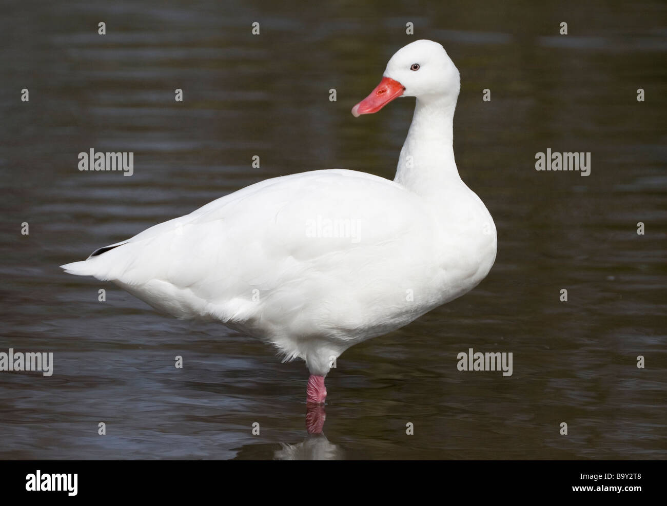 Coscoroba swan hi-res stock photography and images - Alamy