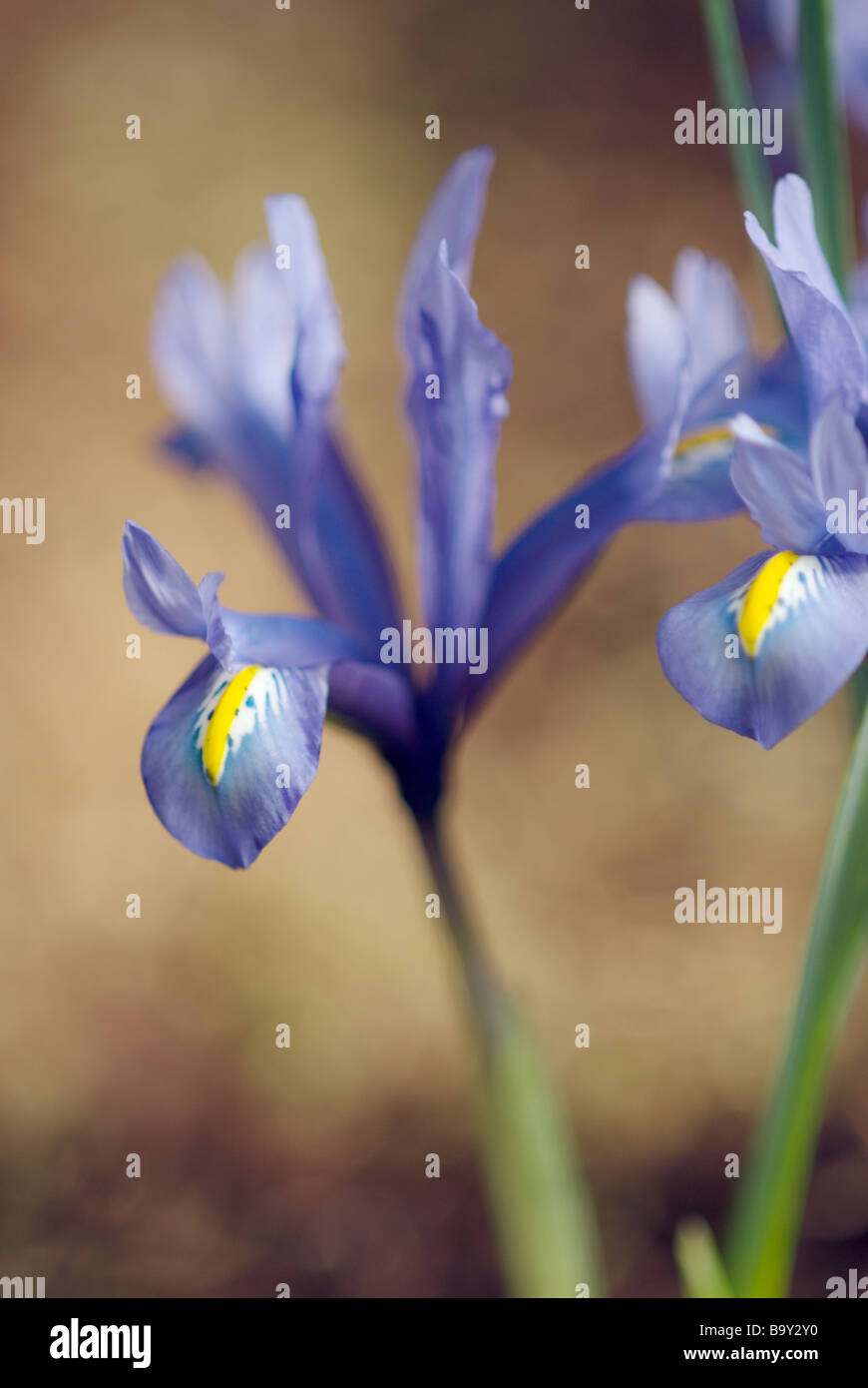 Iris bar hi-res stock photography and images - Alamy