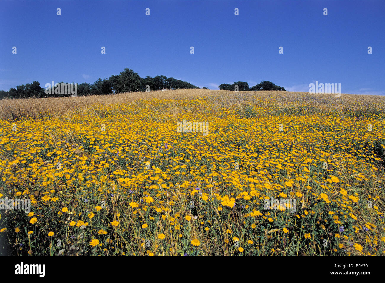 Kleeblumen hi-res stock photography and images - Alamy