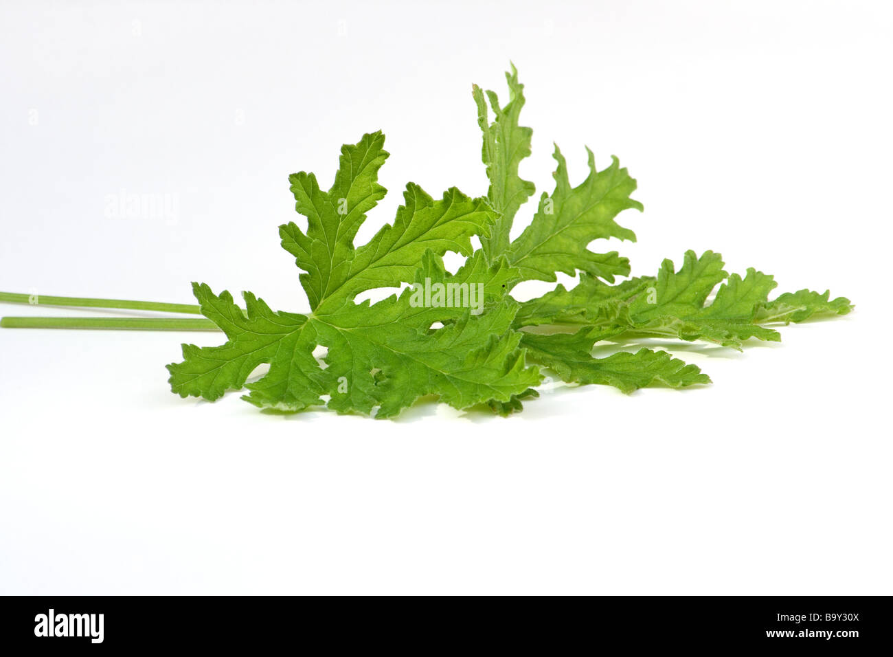 Pelargonium graveolens roseum hi-res stock photography and images - Alamy