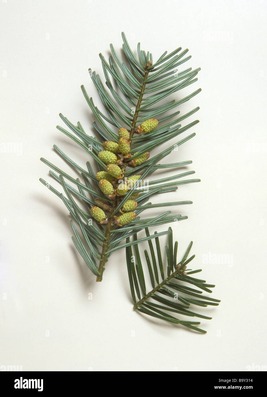 Abies grandis hi-res stock photography and images - Alamy