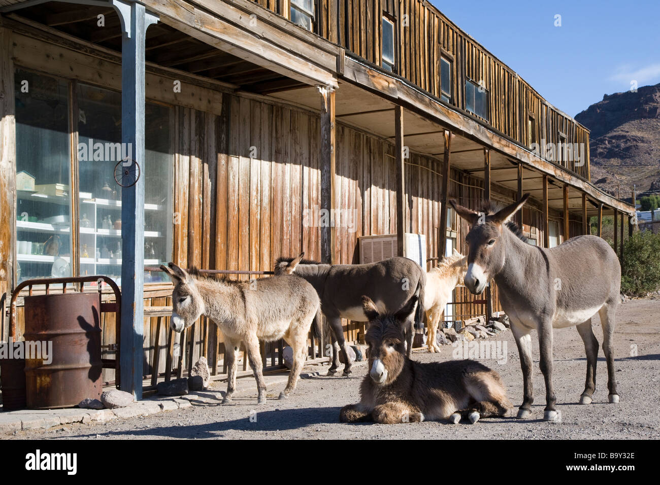 Burro donkeys outside a western saloon Oatman Arizona USA Stock Photo ...