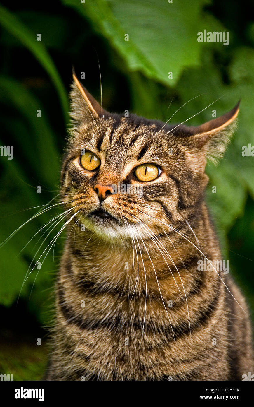 Tabby pattern hi-res stock photography and images - Alamy