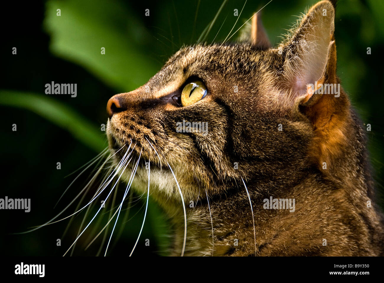 Male tabby cat hi-res stock photography and images - Alamy
