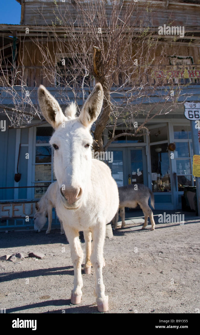 Oatman donkeys hi-res stock photography and images - Alamy