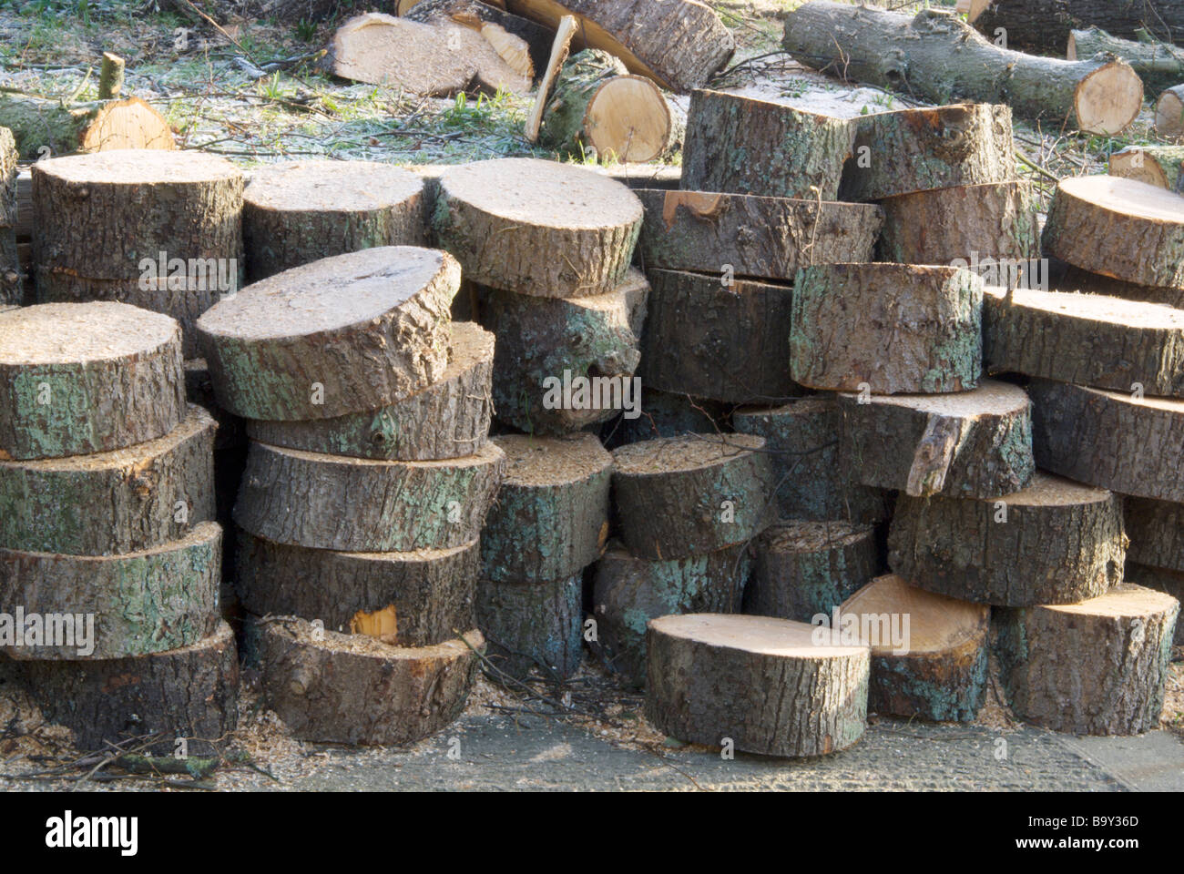 STACKED LOG ROUNDS AFTER LIME TREE FELLING Stock Photo - Alamy