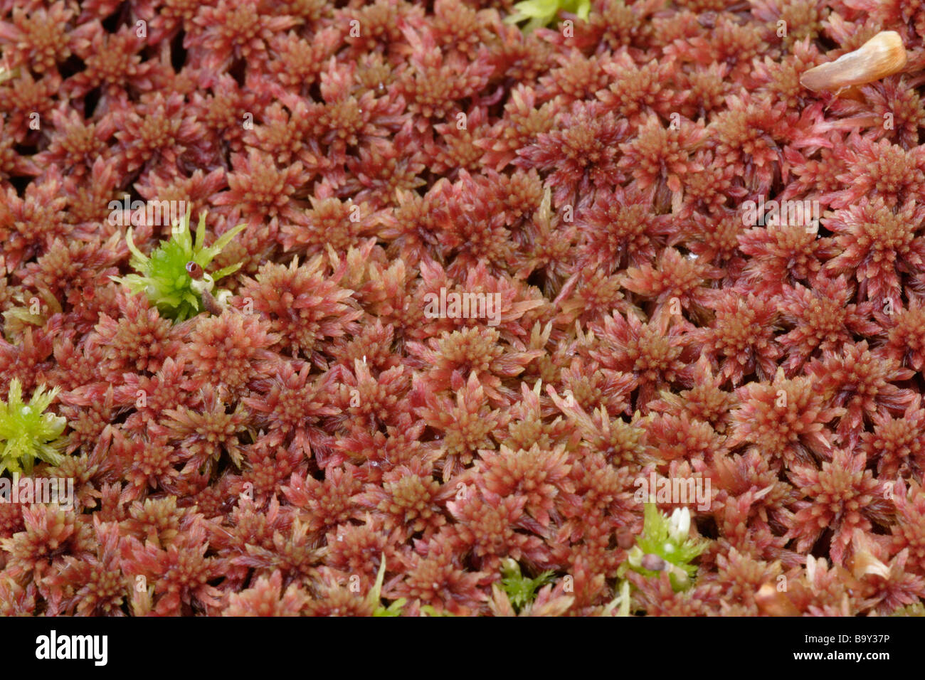 Red bog moss Sphagnum capillifolium ssp rubellum UK Stock Photo - Alamy