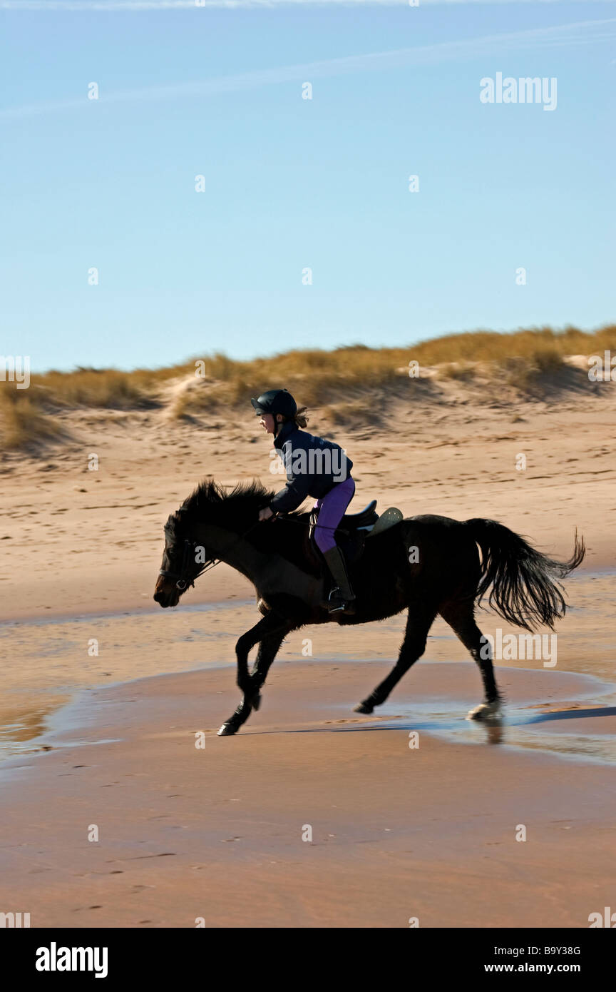 Horse galloping beach hi-res stock photography and images - Alamy