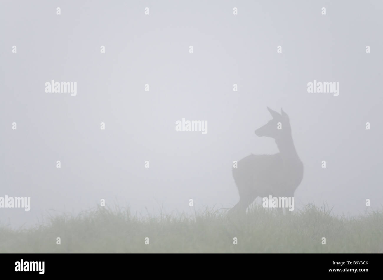 Red Deer in mist at dawn uk Stock Photo - Alamy