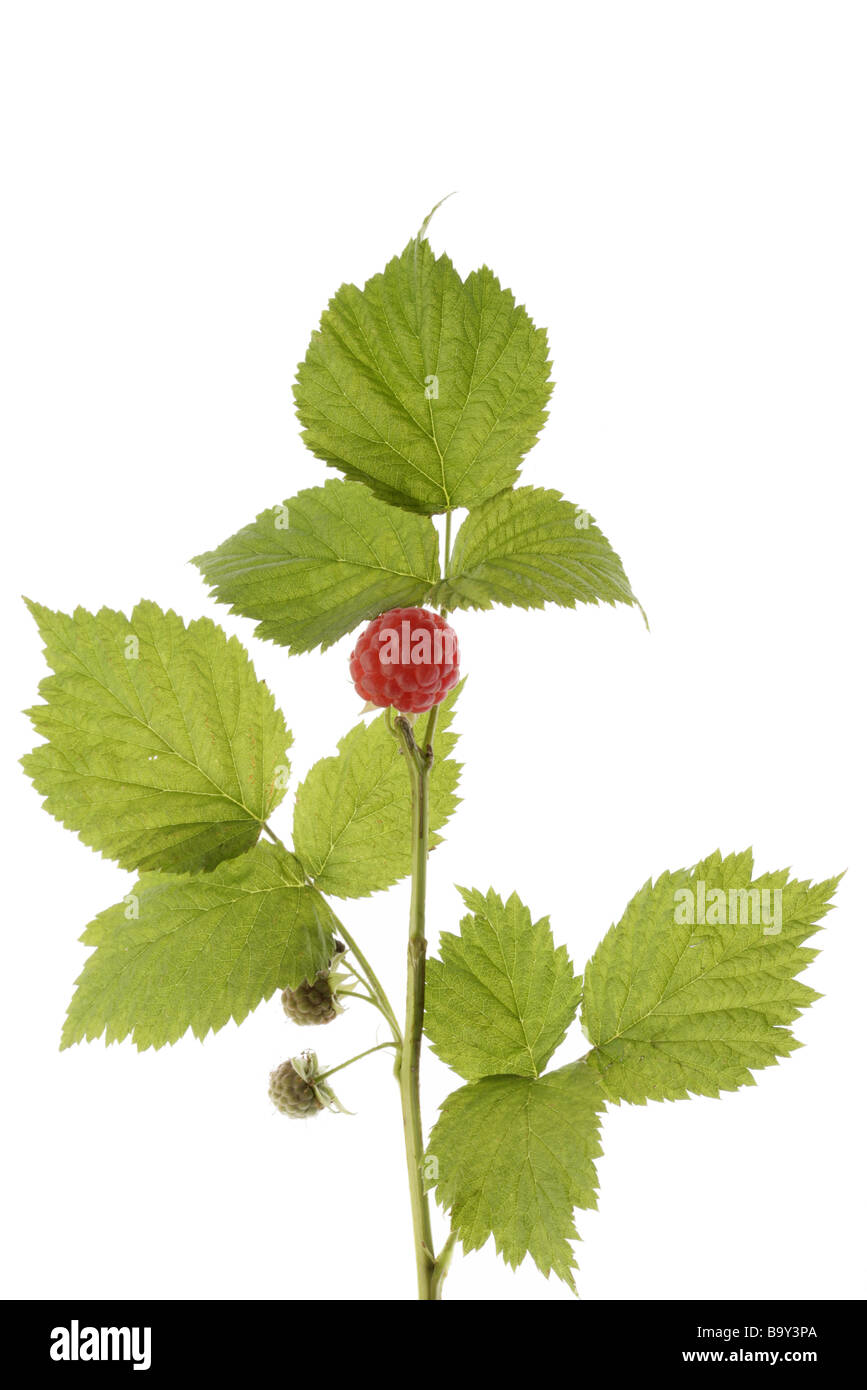 Himbeerblätter hi-res stock photography and images - Alamy