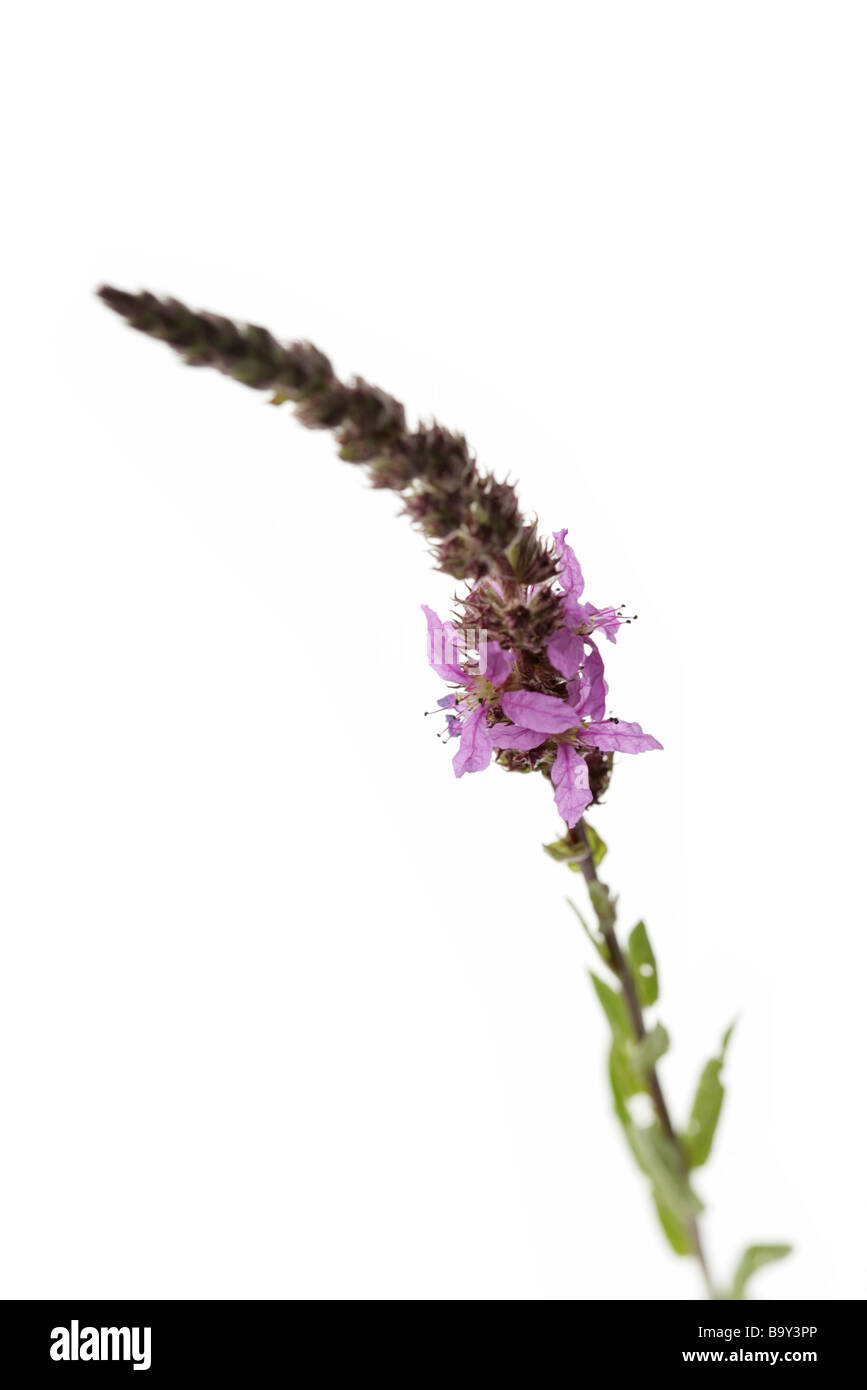 Violet spike Cut Out Stock Images & Pictures - Alamy