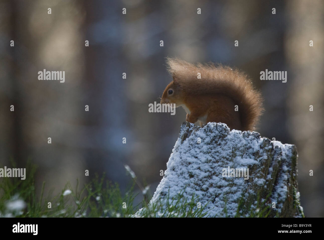 Red squirrel on a stump in woodlands with light dusting of snow Stock ...