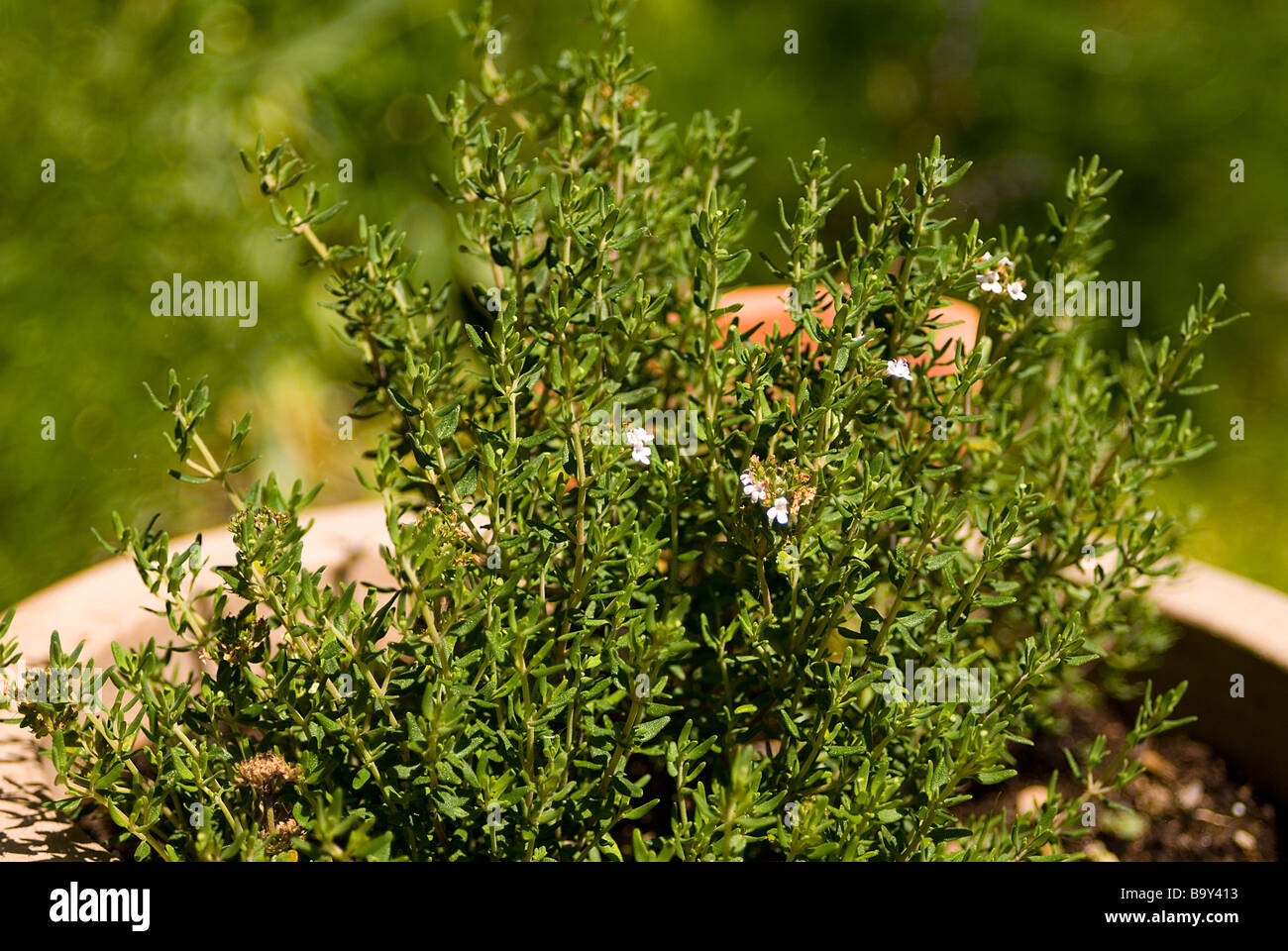 Thymus vulgaris thyme thymian hi-res stock photography and images - Alamy
