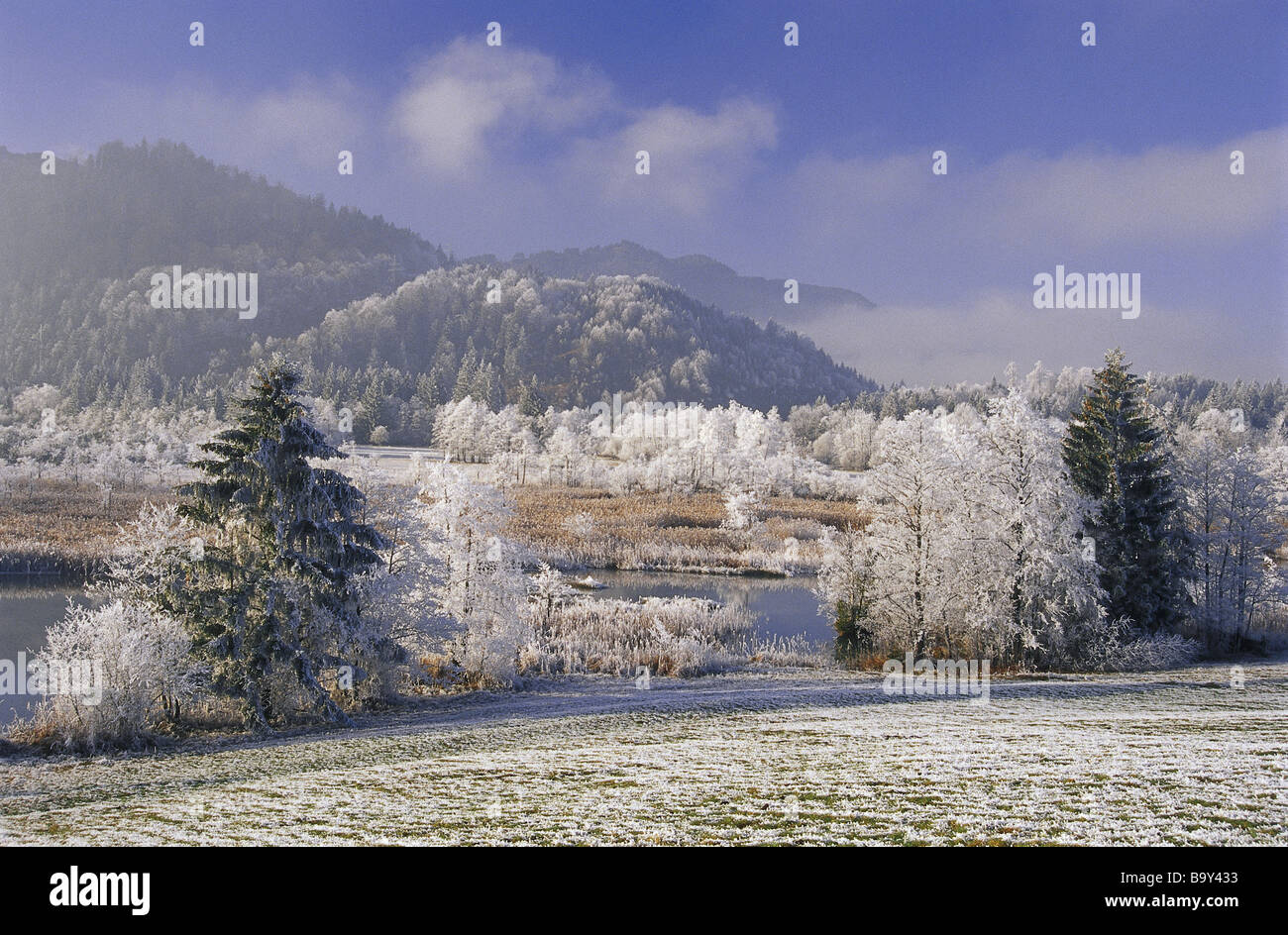 Sifting ash hi-res stock photography and images - Alamy