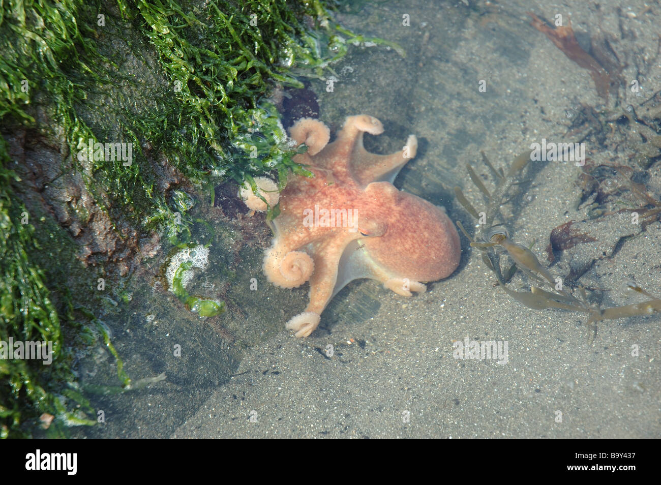Lesser octopus hi-res stock photography and images - Alamy