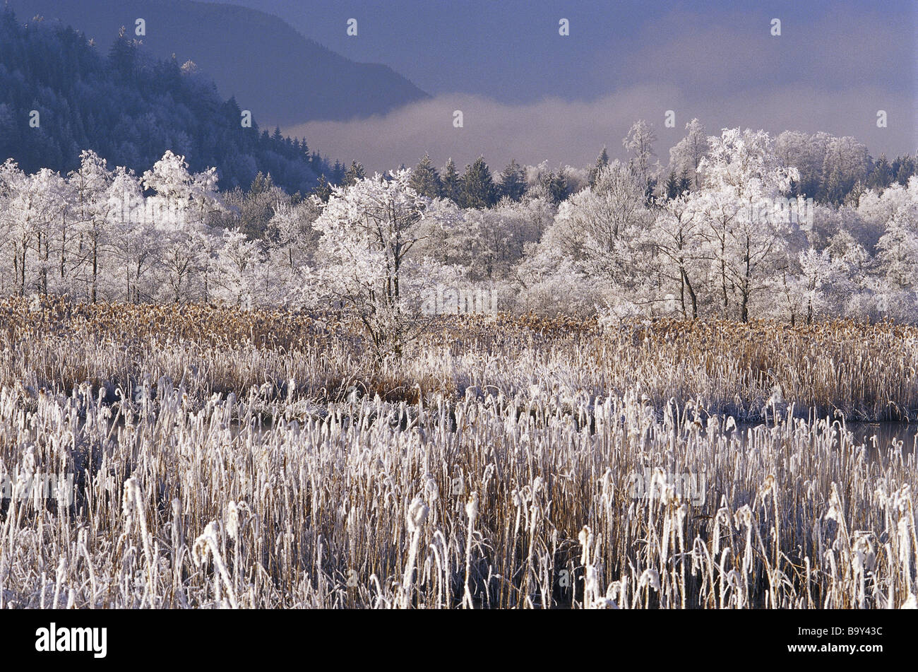 Sifting ash hi-res stock photography and images - Alamy