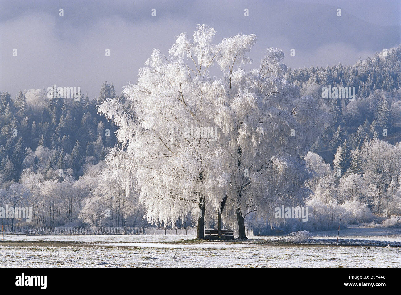 Sifting ash hi-res stock photography and images - Alamy