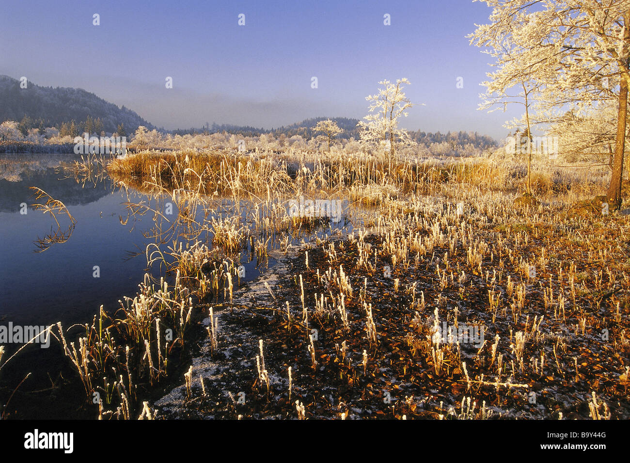 Sifting ash hi-res stock photography and images - Alamy