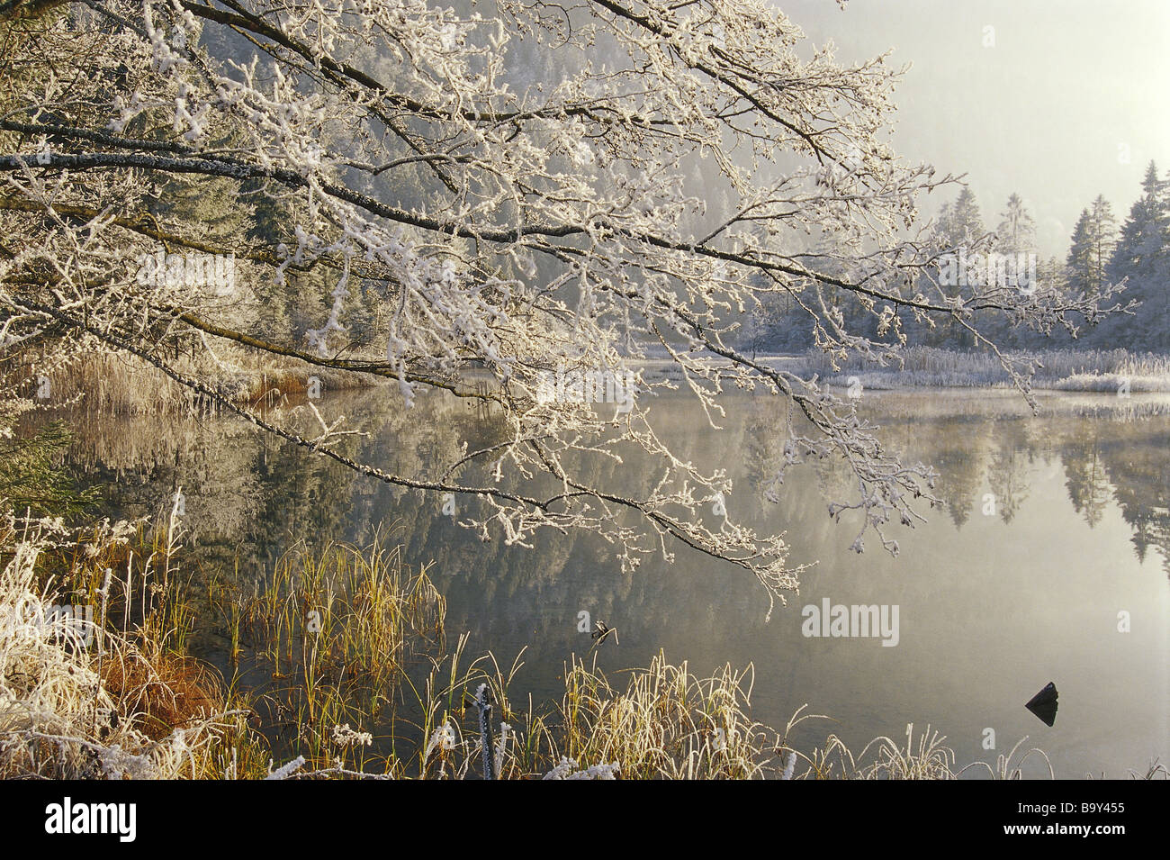 Sifting ash hi-res stock photography and images - Alamy