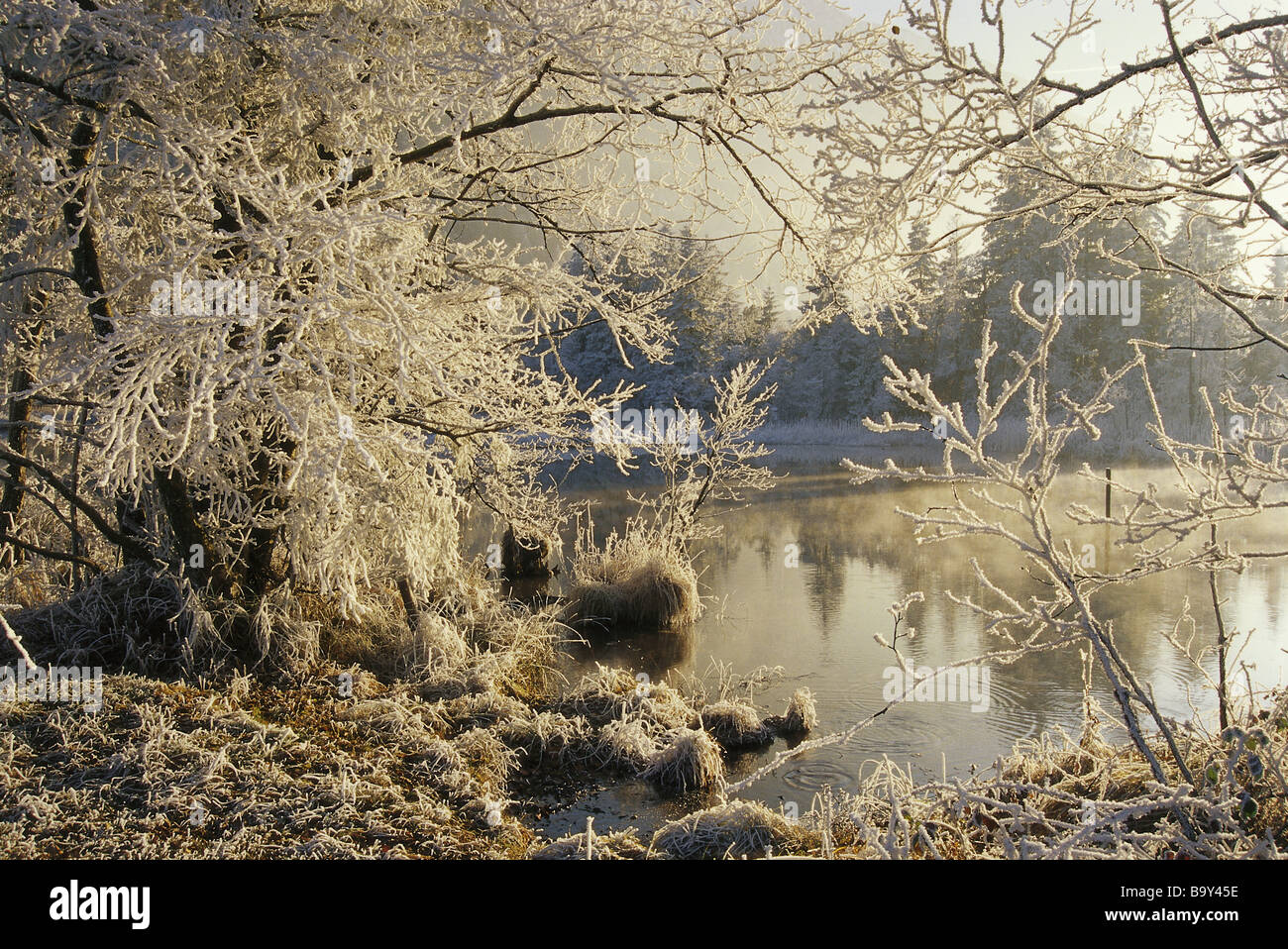 Sifting ash hi-res stock photography and images - Alamy