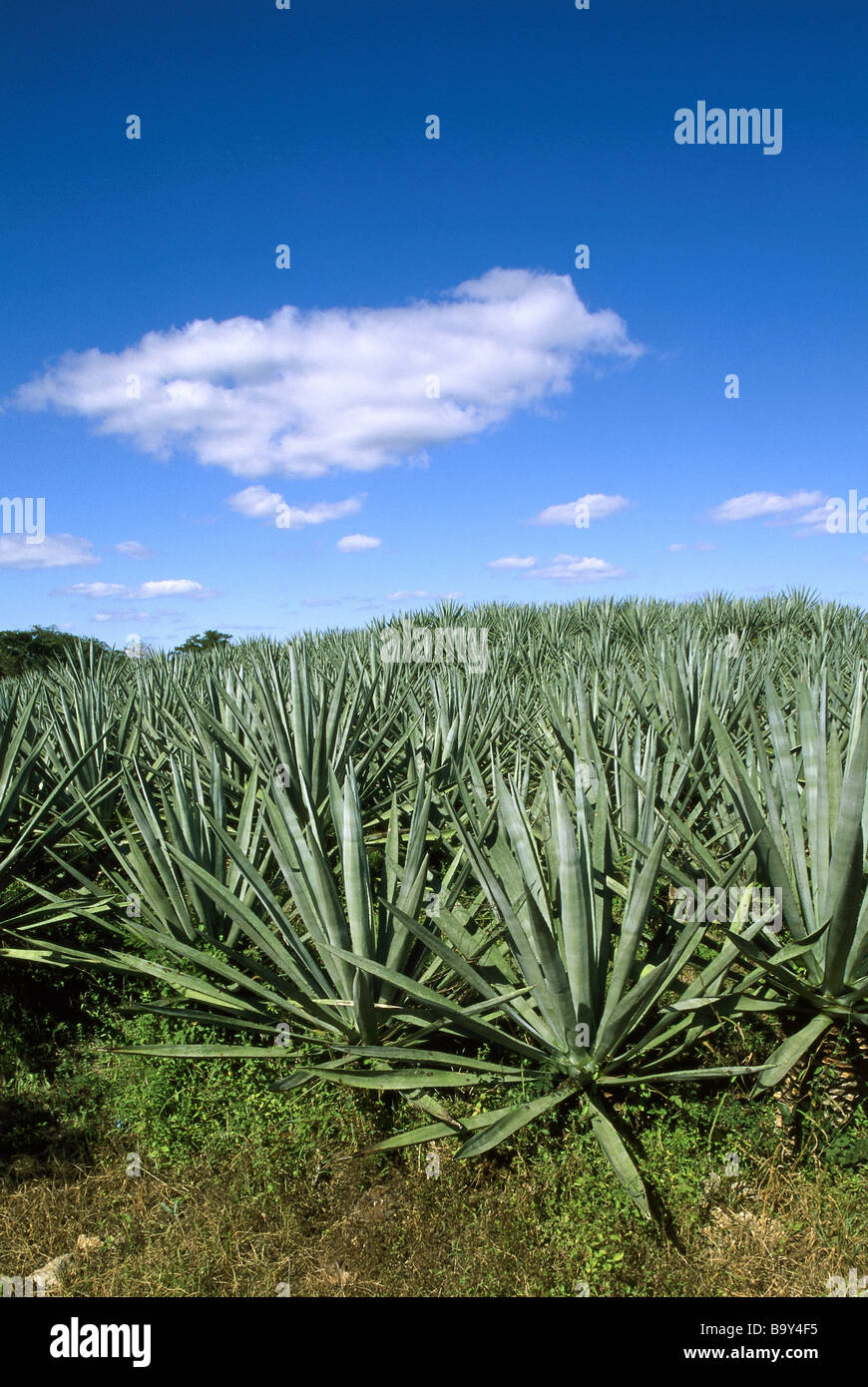Henequen plant hi-res stock photography and images - Alamy