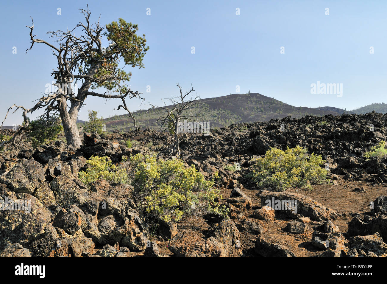 volcanic field Arizona Stock Photo - Alamy