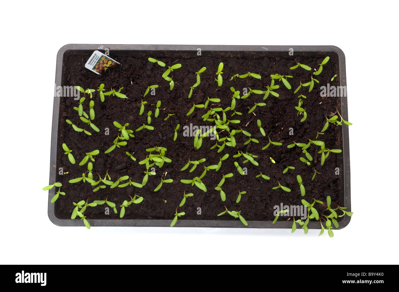 Marigold germination hi-res stock photography and images - Alamy