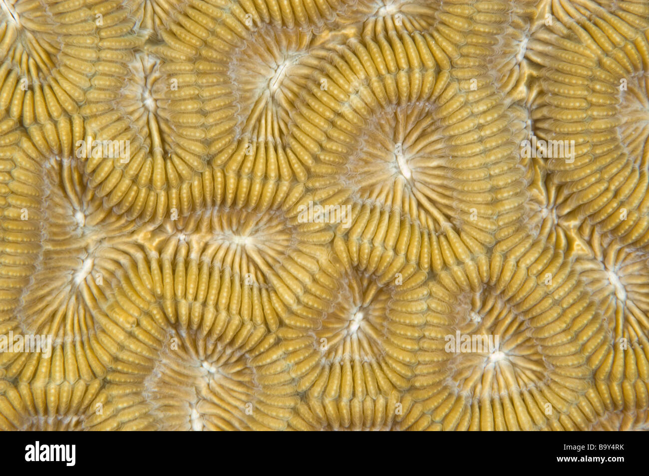 Close-up of hard coral Stock Photo - Alamy