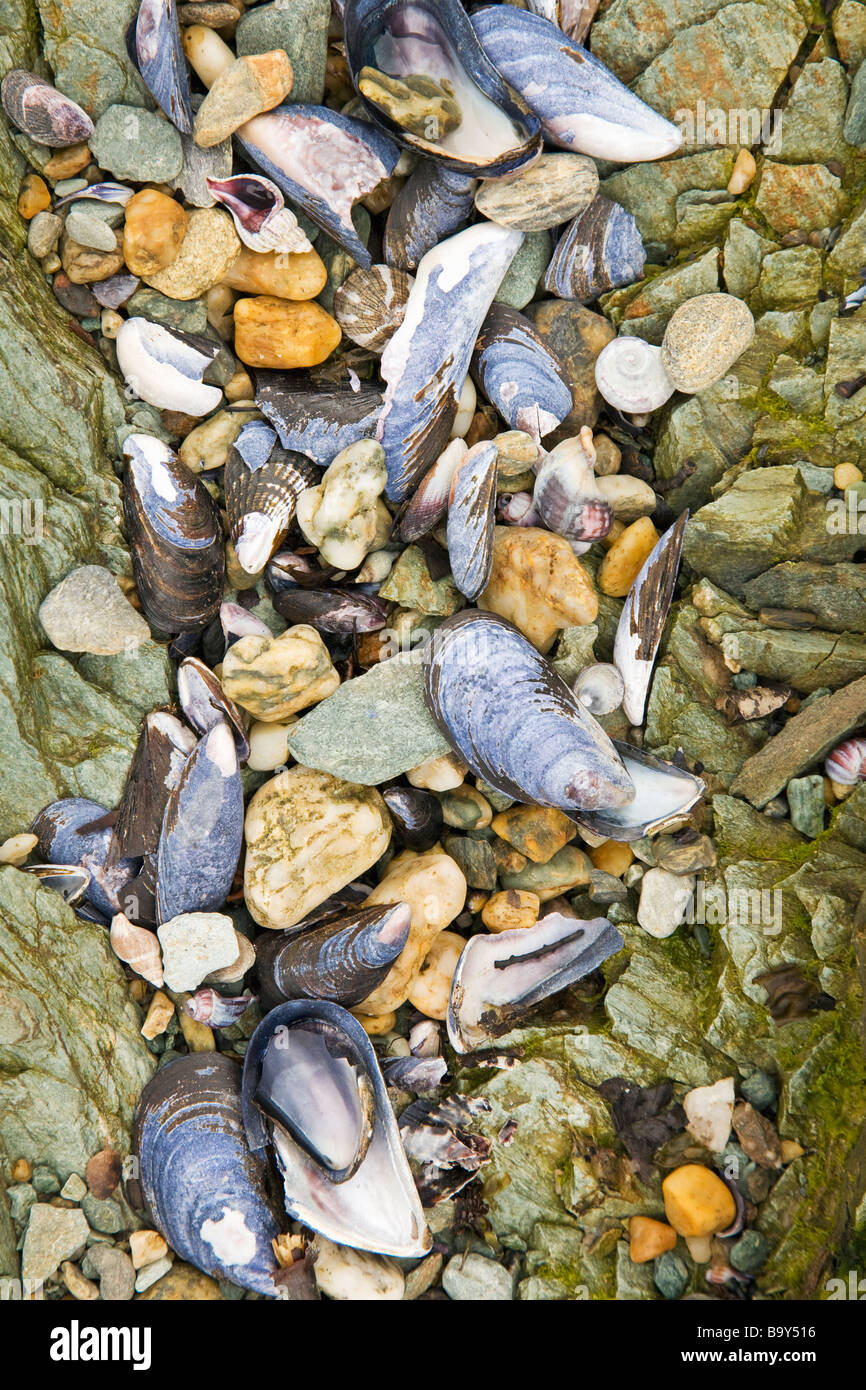 Shells on beach Tierra del Fuego Argentina South America Stock Photo ...