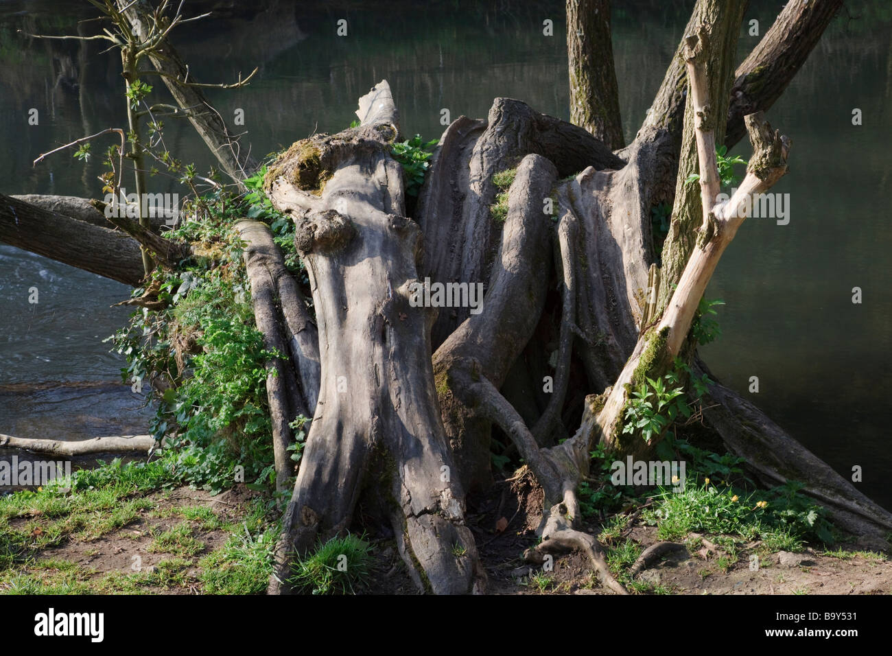 Tree roots bend and overhang the River Windrush at Minster Lovell Hall ...