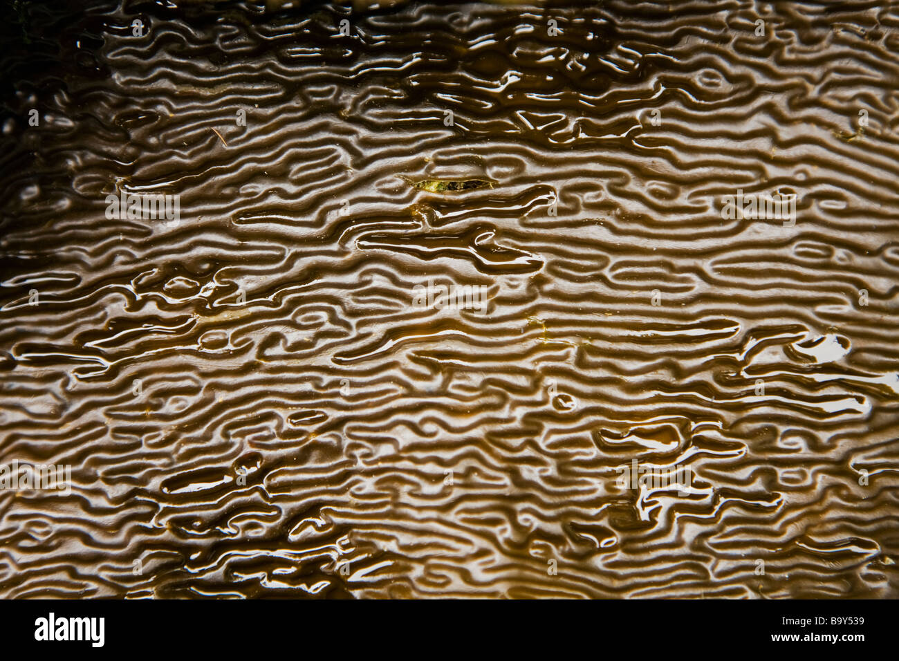 Giant Kelp Macrocystis pyrifera seaweed brown algae leaf Tierra del ...