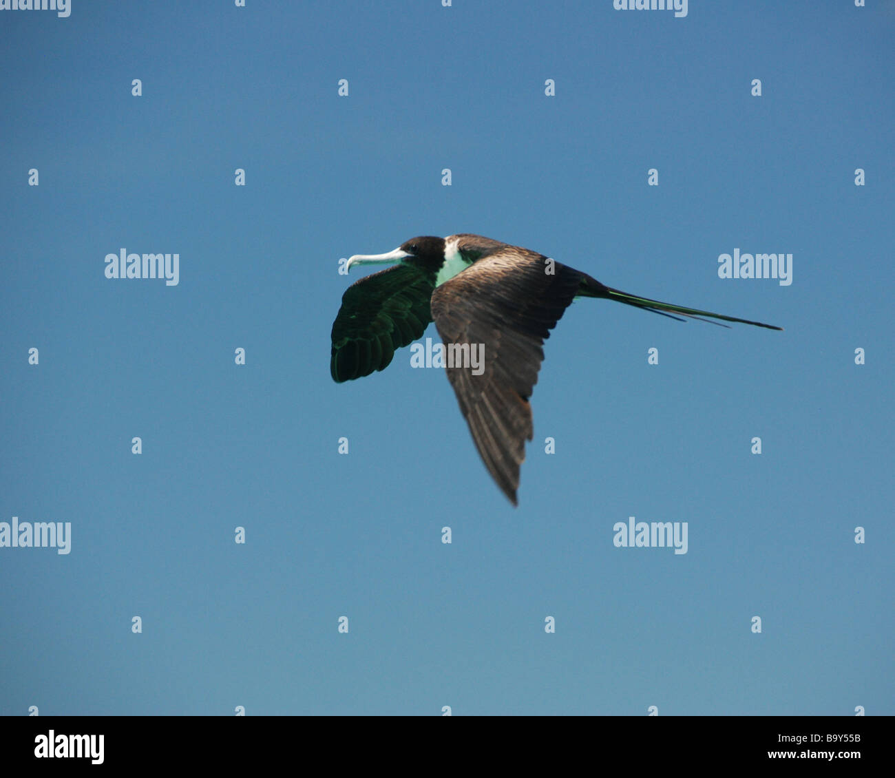Frigate Bird in flight Stock Photo - Alamy