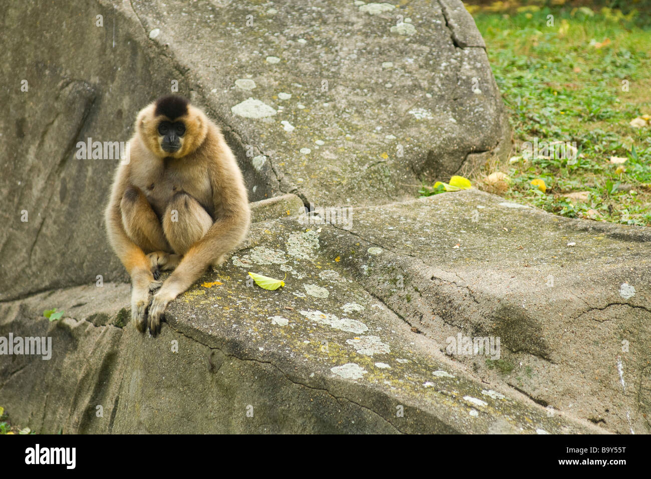 Gibbons one person hi-res stock photography and images - Alamy