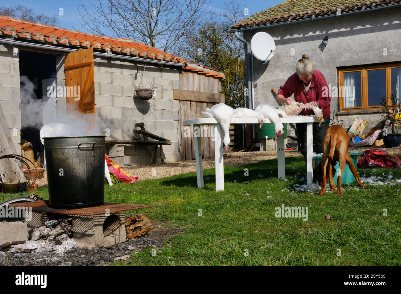 Woman plucking a goose on a table in the garden Stock Photo - Alamy