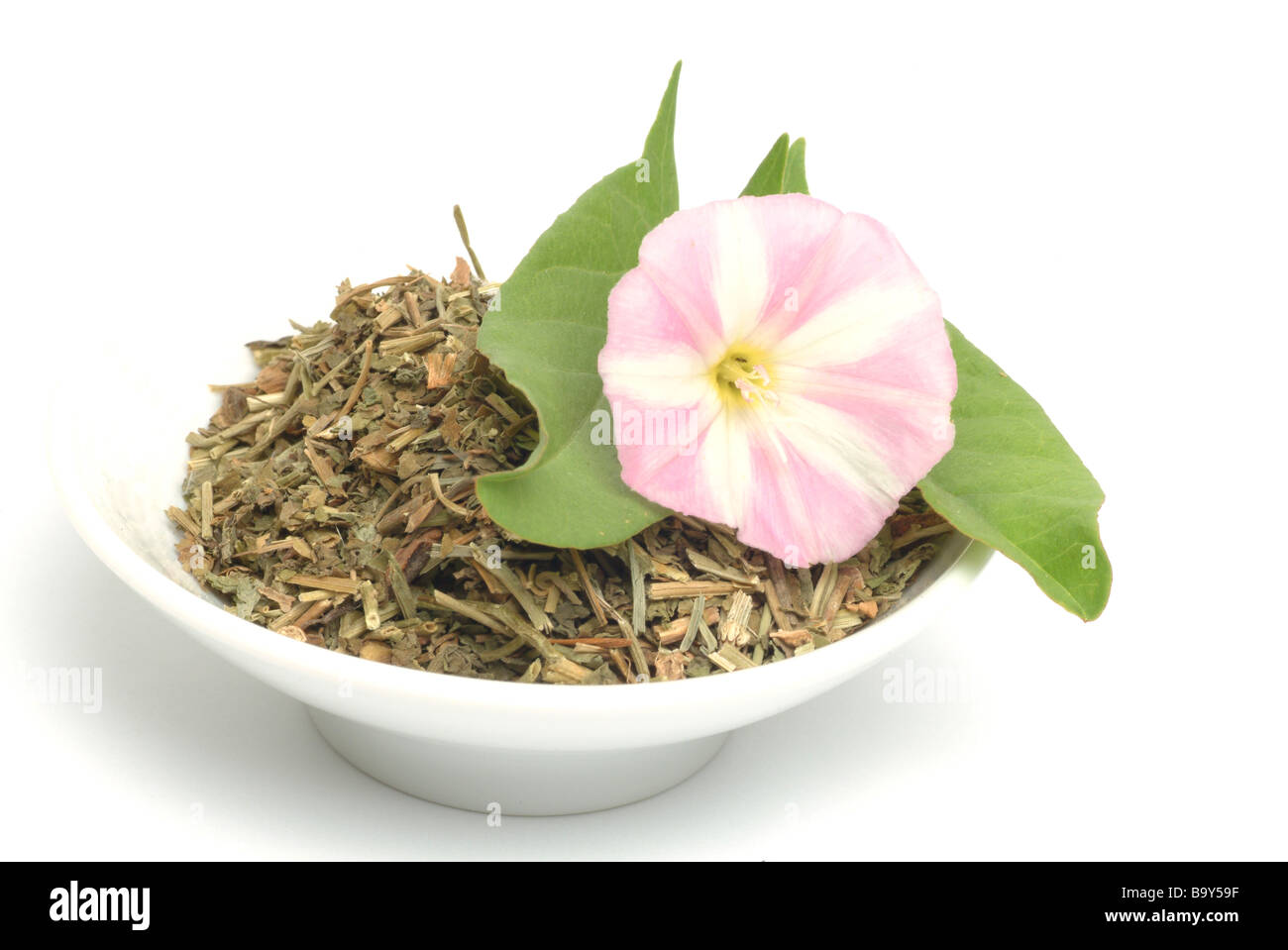 Medicinal plant Ackerwinde common Bindweed Convolvulus arvensis Stock ...