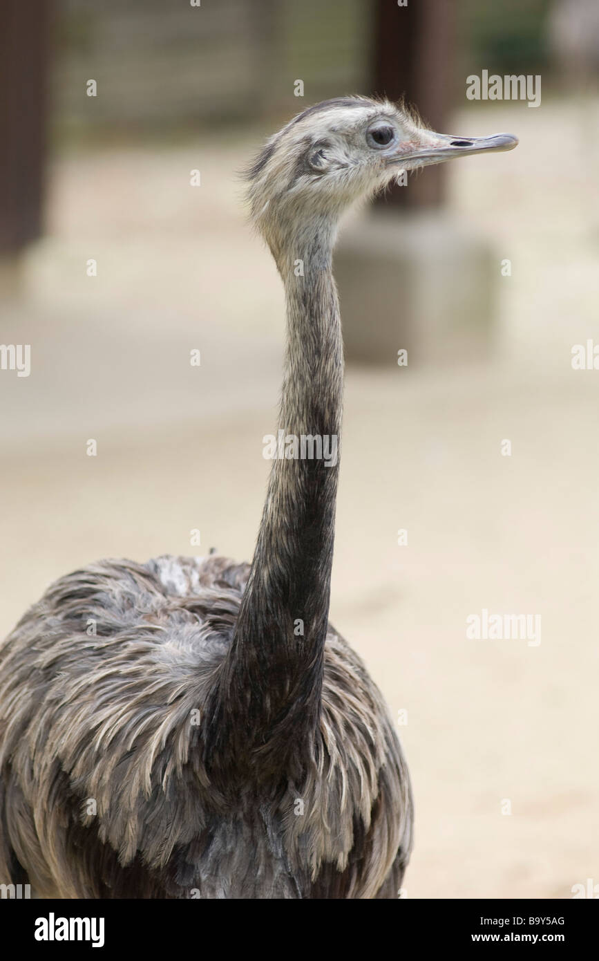 Greater Rhea (Rhea americana Stock Photo - Alamy