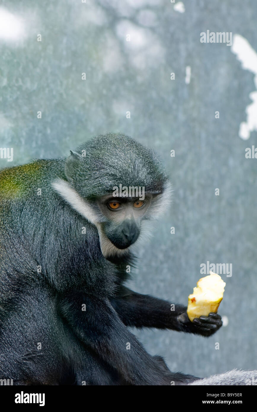 Diana Monkey (Cercopithecus diana), eating fruit Stock Photo - Alamy