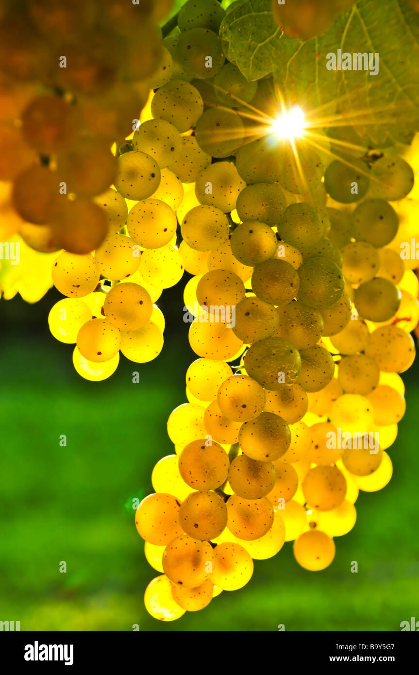 Yellow grapes growing on vine in bright sunshine Stock Photo - Alamy