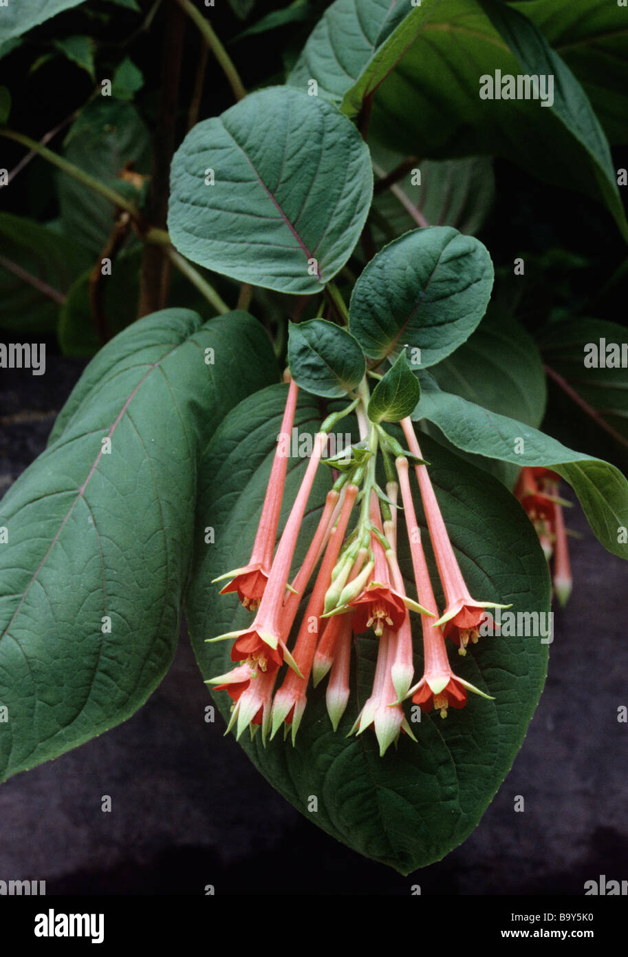 Fuchsia fulgens Rubra Grandiflora Stock Photo - Alamy