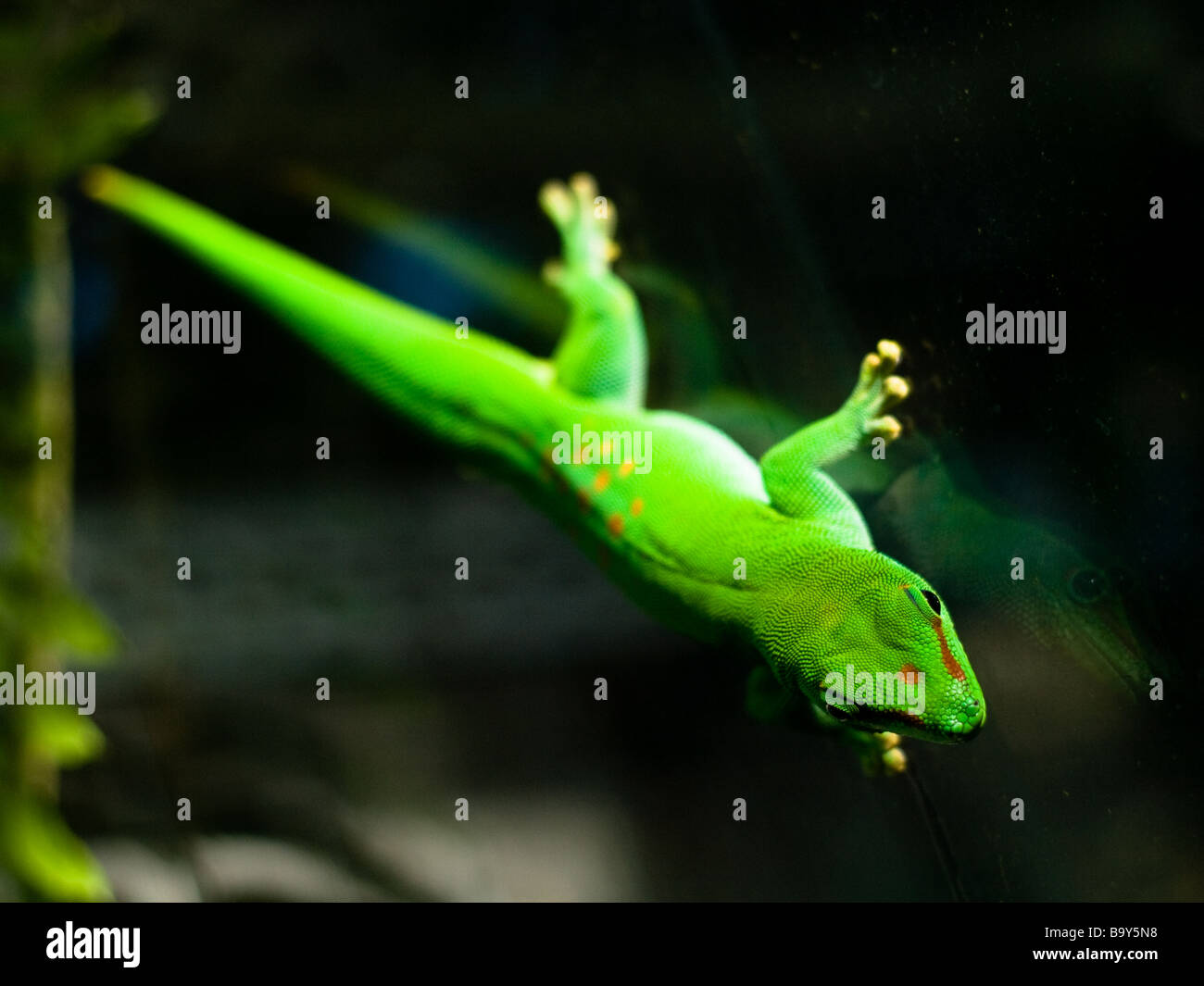 A Madagascar Day Gecko shows off his sticky feet Stock Photo - Alamy
