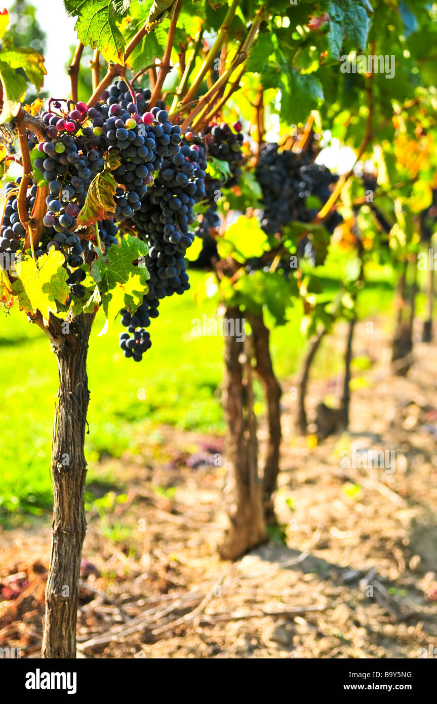 Purple grapes growing on vine in bright sunshine Stock Photo - Alamy