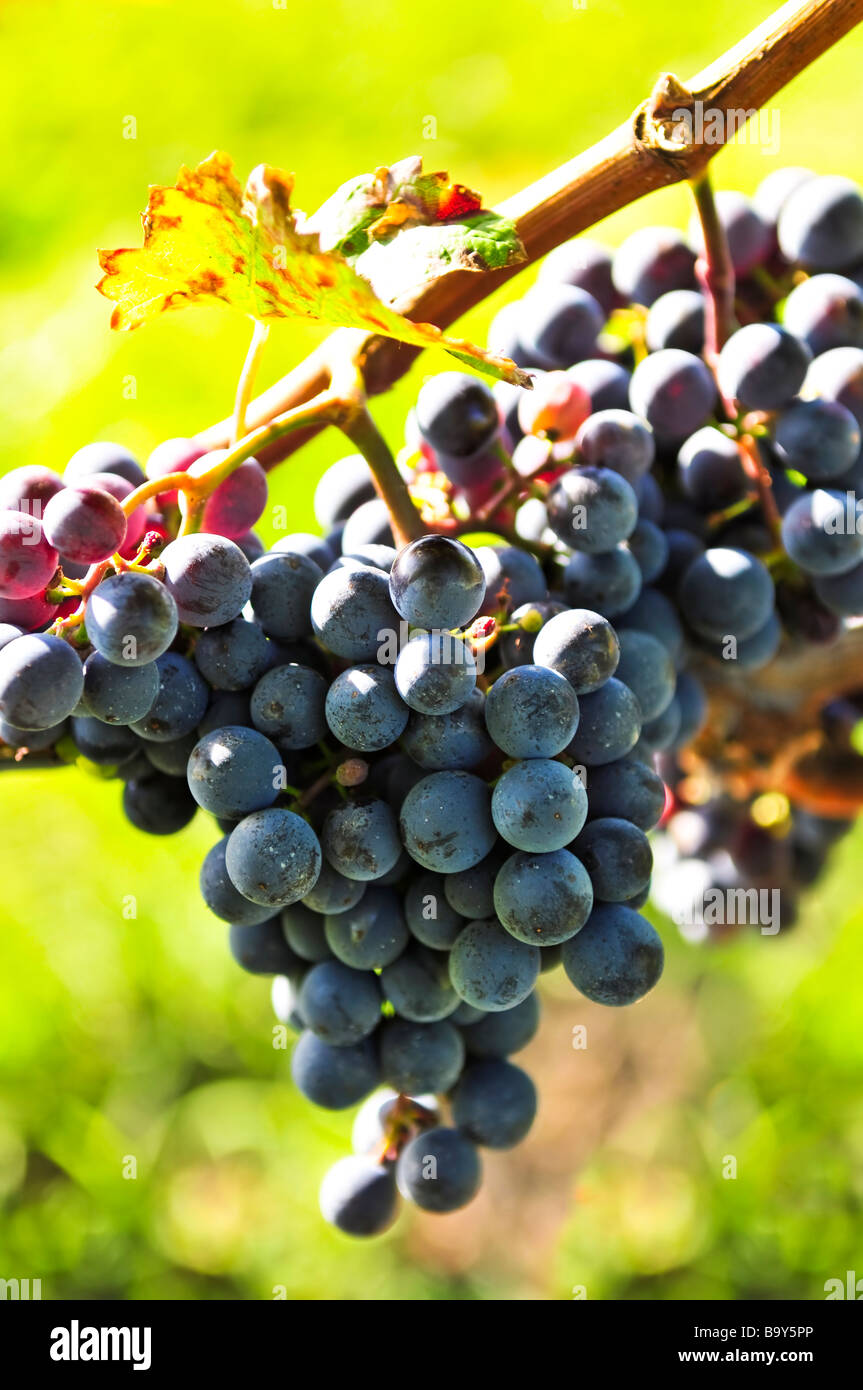 Purple grapes growing on vine in bright sunshine Stock Photo - Alamy