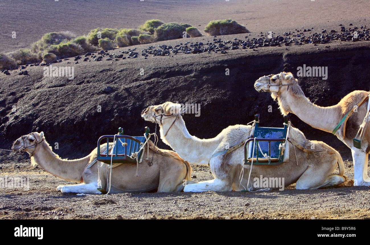 3 camels hi-res stock photography and images - Alamy