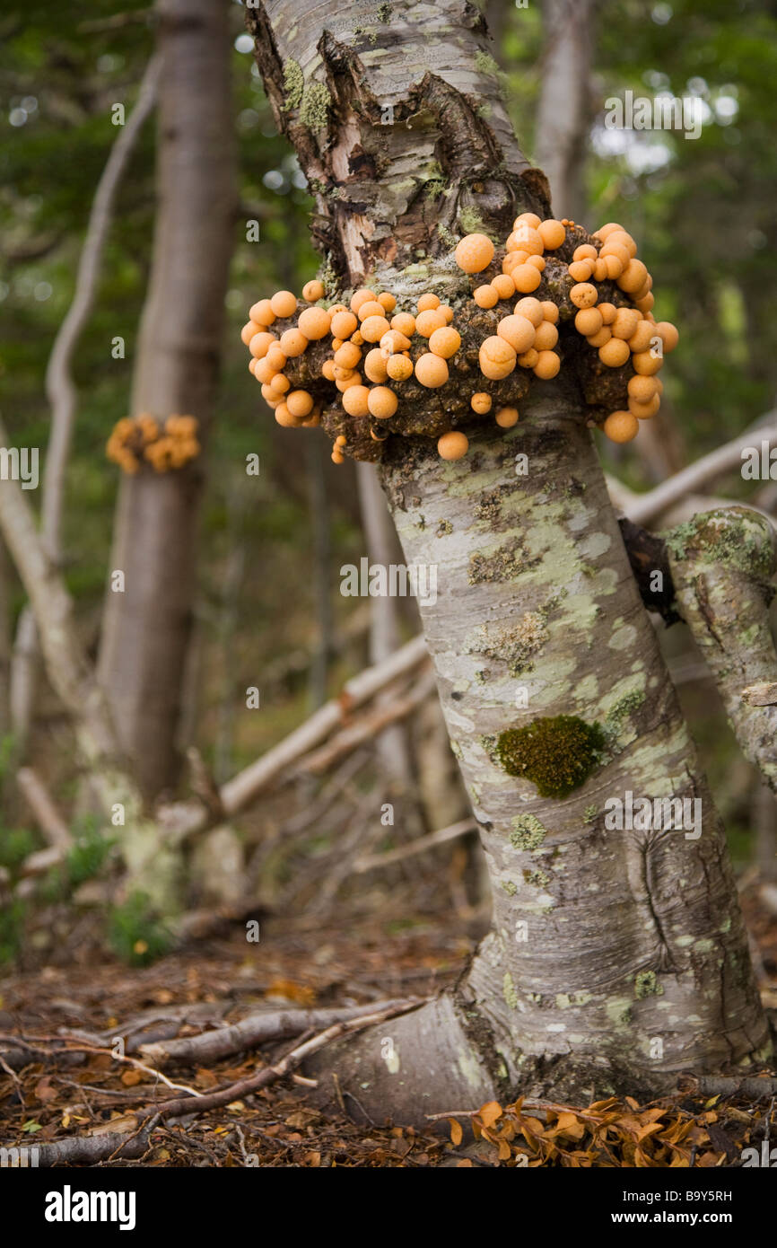 Cyttaria harioti tree fungus tierra hi-res stock photography and images ...