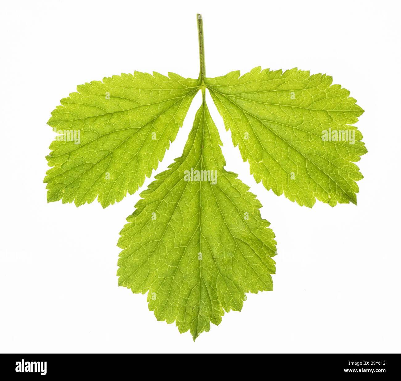 Three pronged leaf hi-res stock photography and images - Alamy