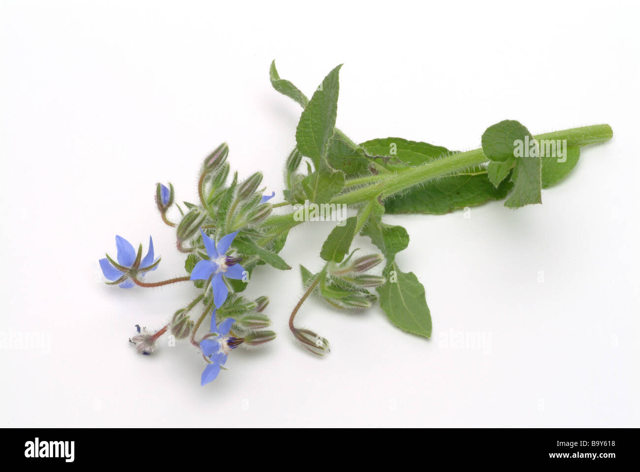 Medicinal plant Borretsch Borage Borago officinalis Stock Photo - Alamy