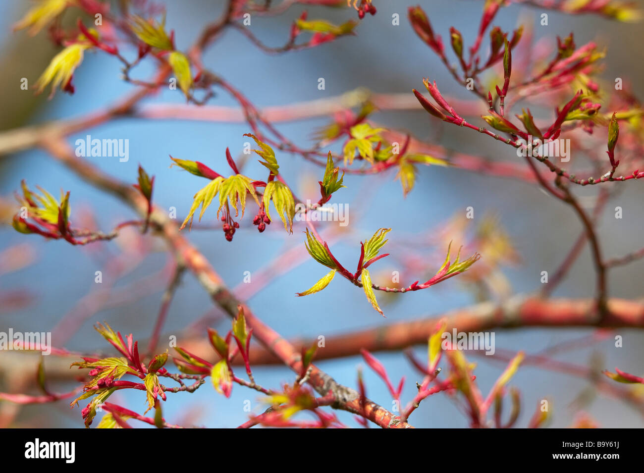 New leaf shoots on Acer Palmatum, sago kuku , Japanese Maple tree Stock ...