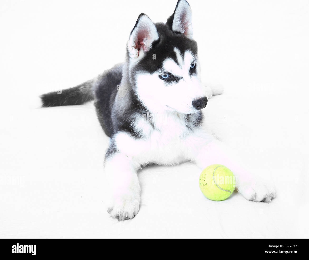 Siberian husky playing ball hi-res stock photography and images - Alamy